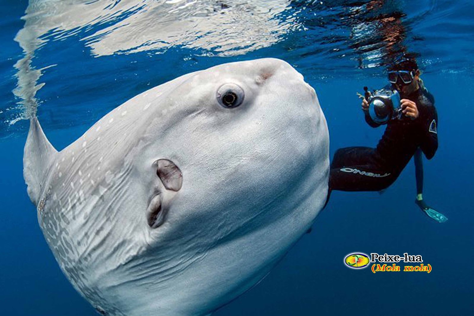 Zoologia: Peixe-lua (Mola mola)